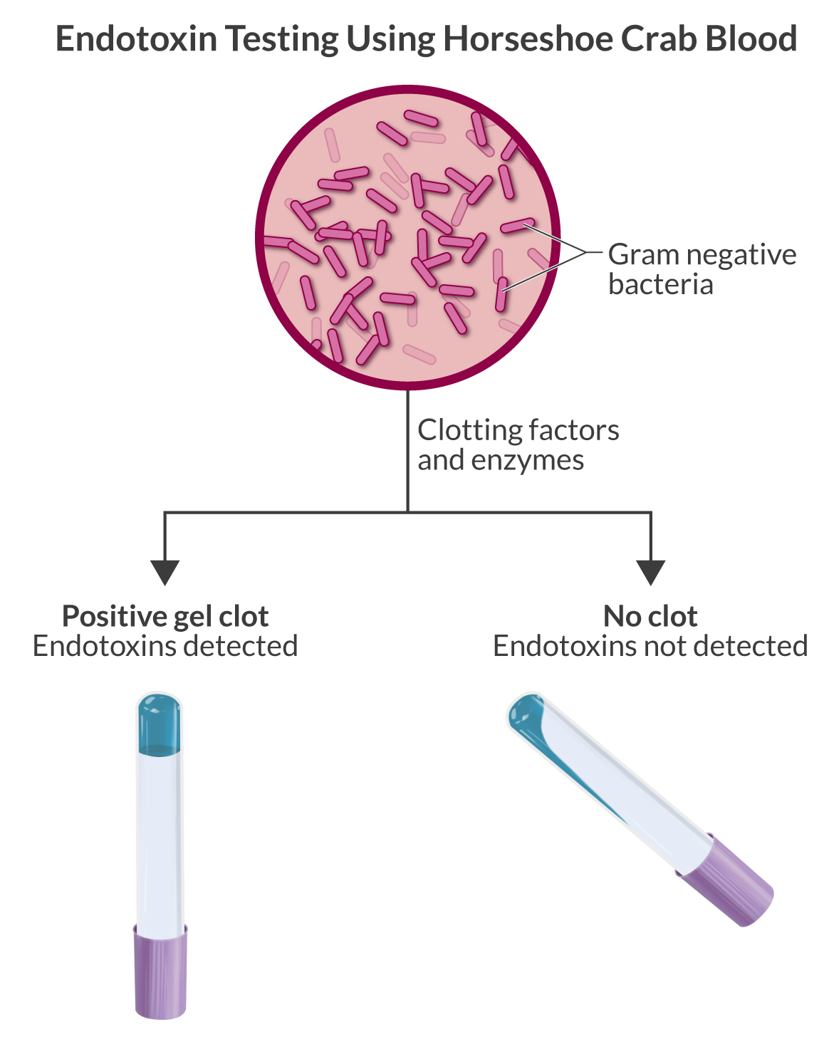 Endotoxin Testing via Horseshoe Crab Blood Saves Lives