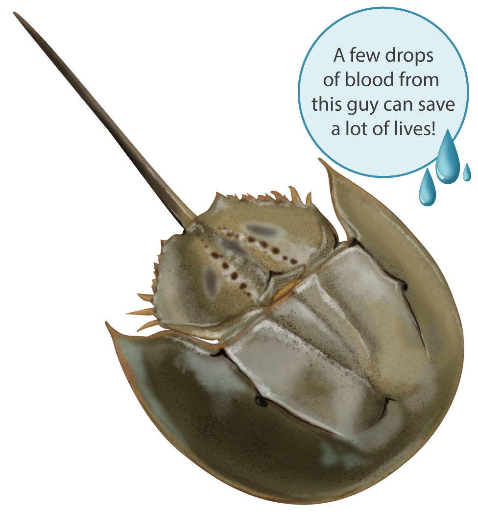Endotoxin Testing via Horseshoe Crab Blood Saves Lives